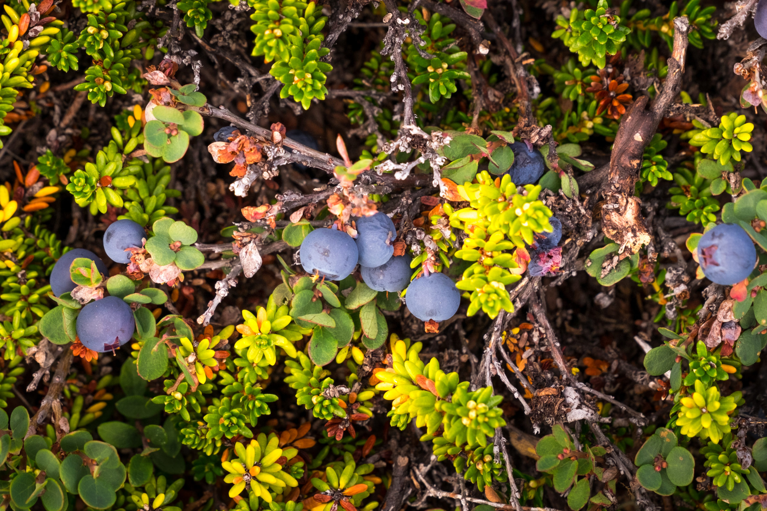 Plants and flora of the Arctic Circle Trail