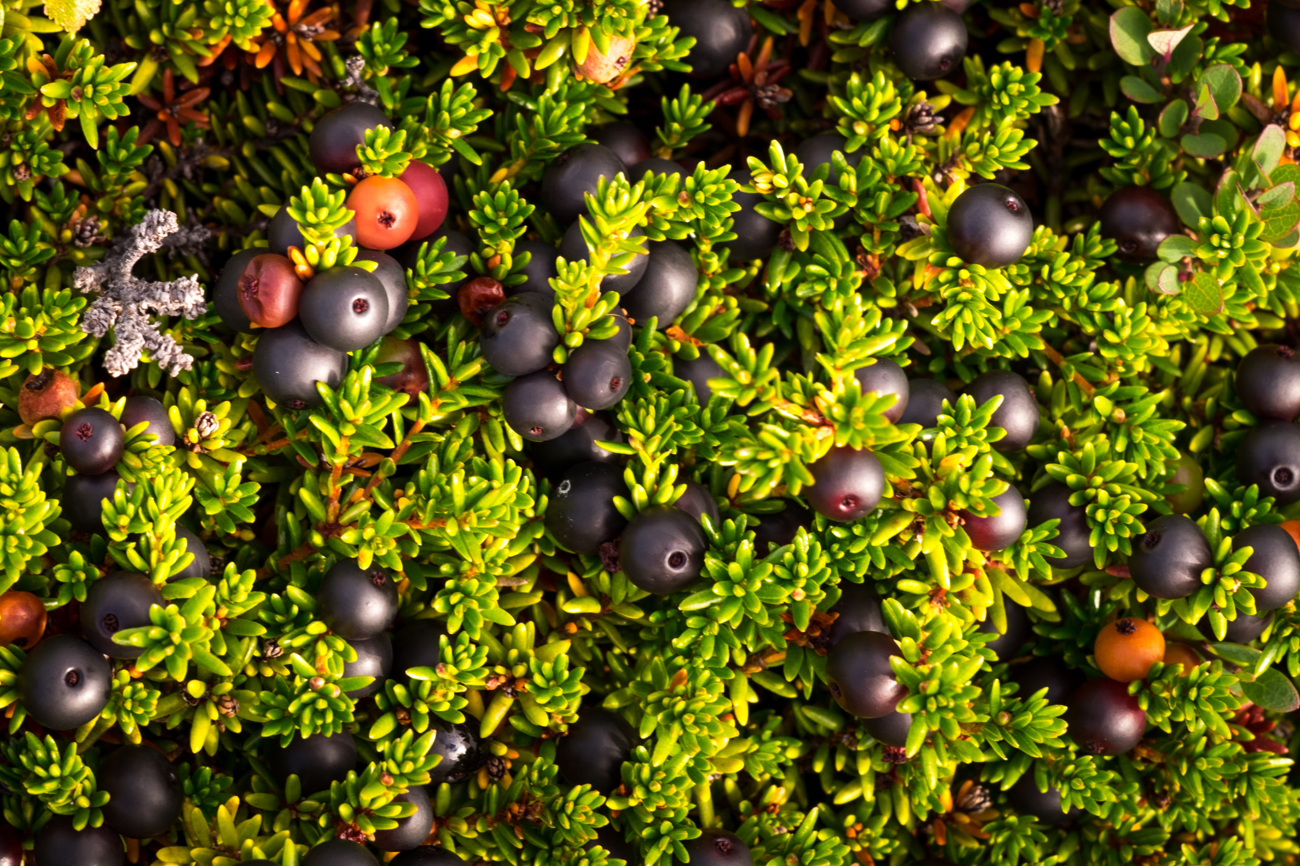 Plants and flora of the Arctic Circle Trail